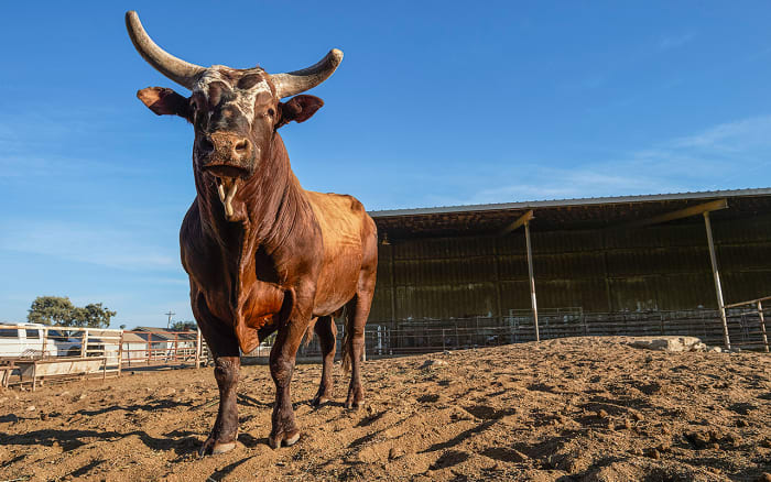 BushThe Bull Whisperer - Sports Illustrated Vault | SI.com
